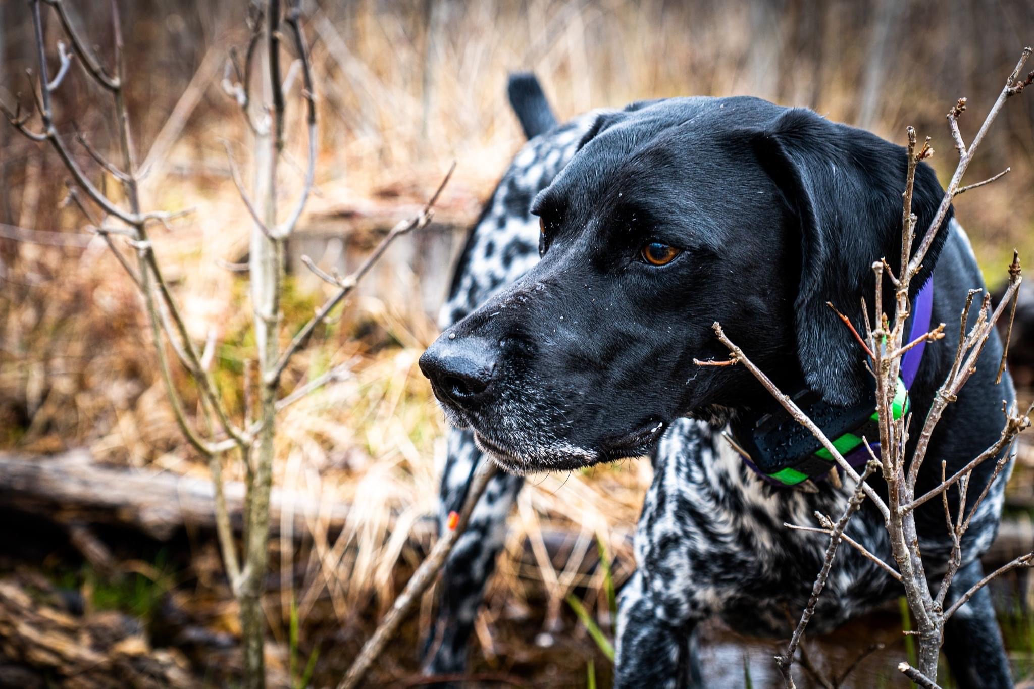 Moments Over a Bird Dog | Michigan Out-of-Doors
